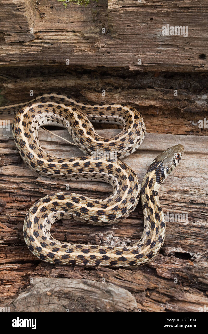 Checkered Garter Snake (Thamnophis marcianus). Lowlands of SW United ...