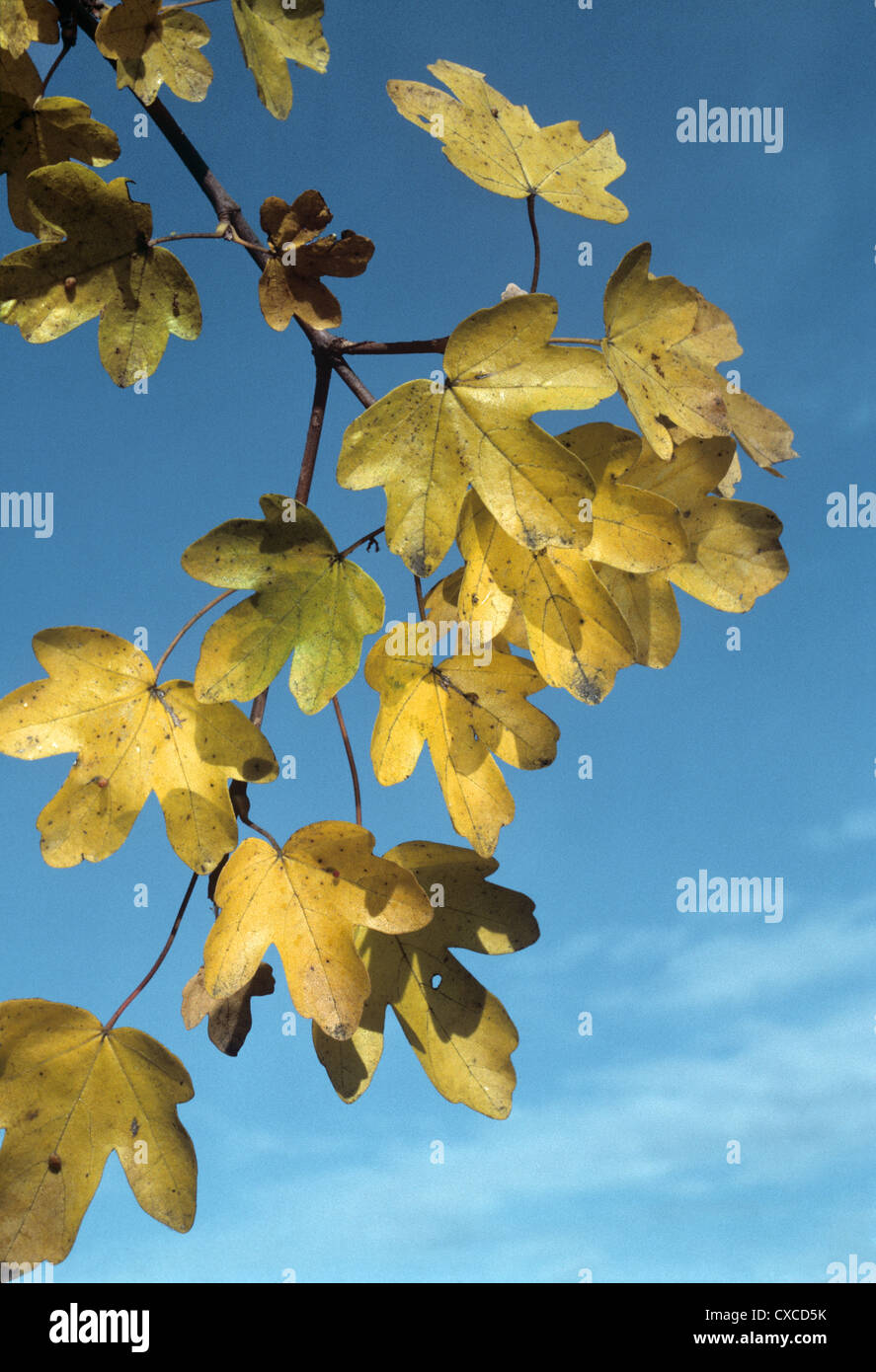 Acer campestre tree autumn colour hi-res stock photography and images ...