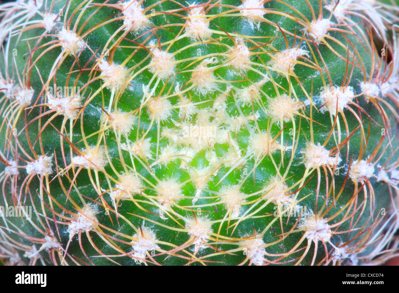 Cactus on top view Stock Photo - Alamy