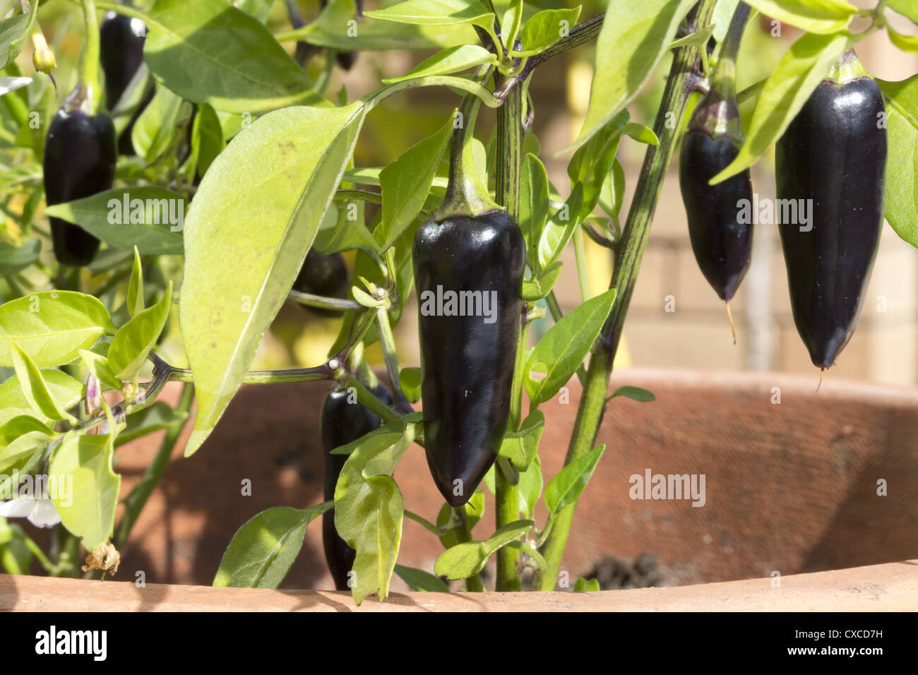 Closeup of hot black chilli peppers in a terracotta pot Stock Photo - Alamy