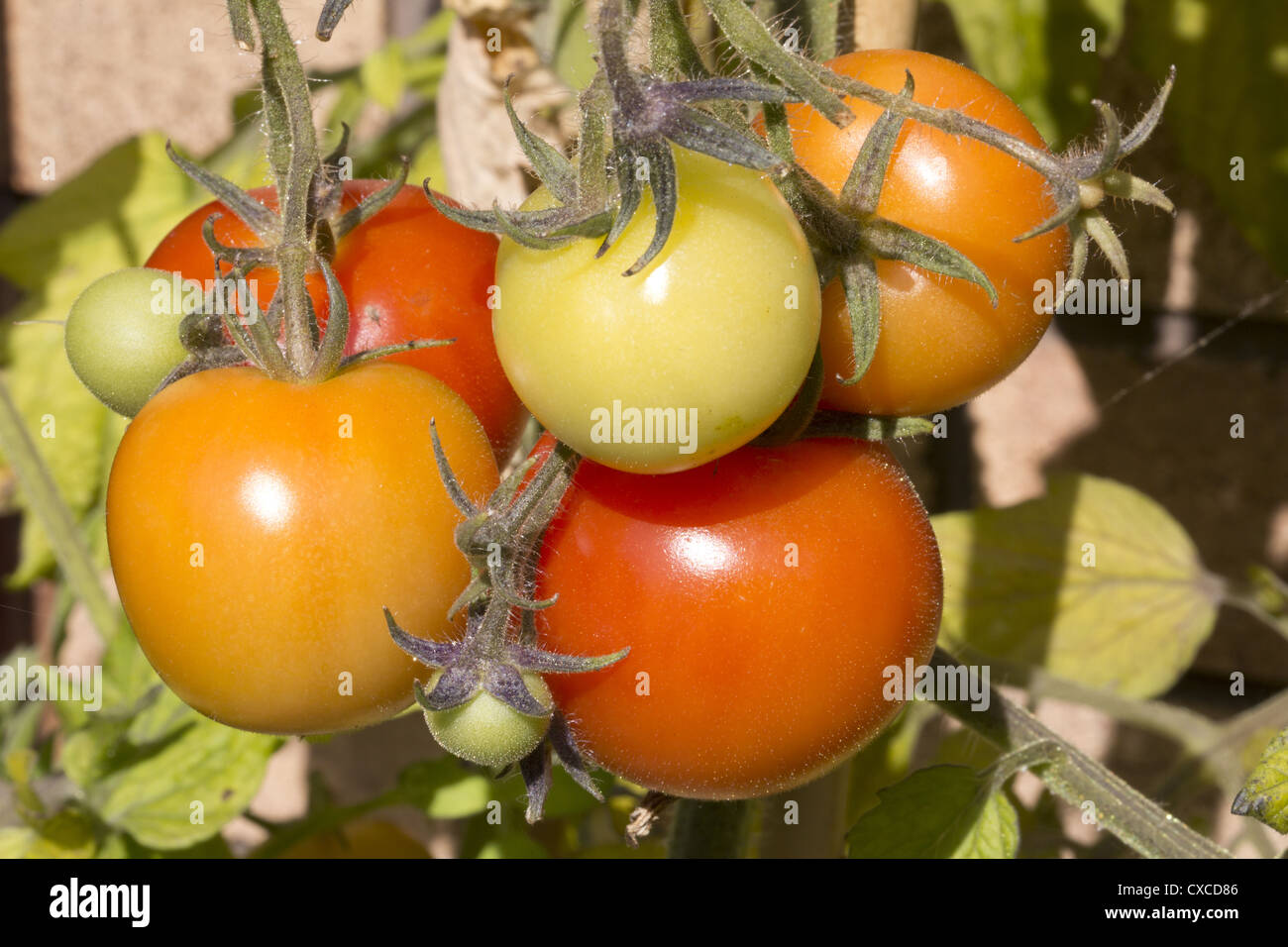 Different size and colored tomatoes on the vine Stock Photo - Alamy