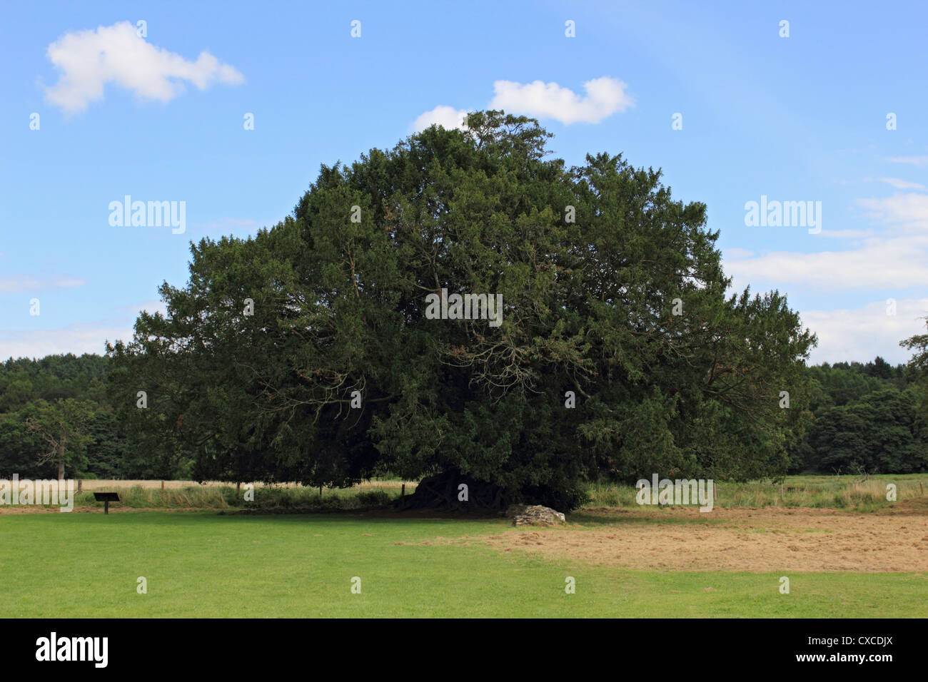 Waverley abbey yew tree hi-res stock photography and images - Alamy
