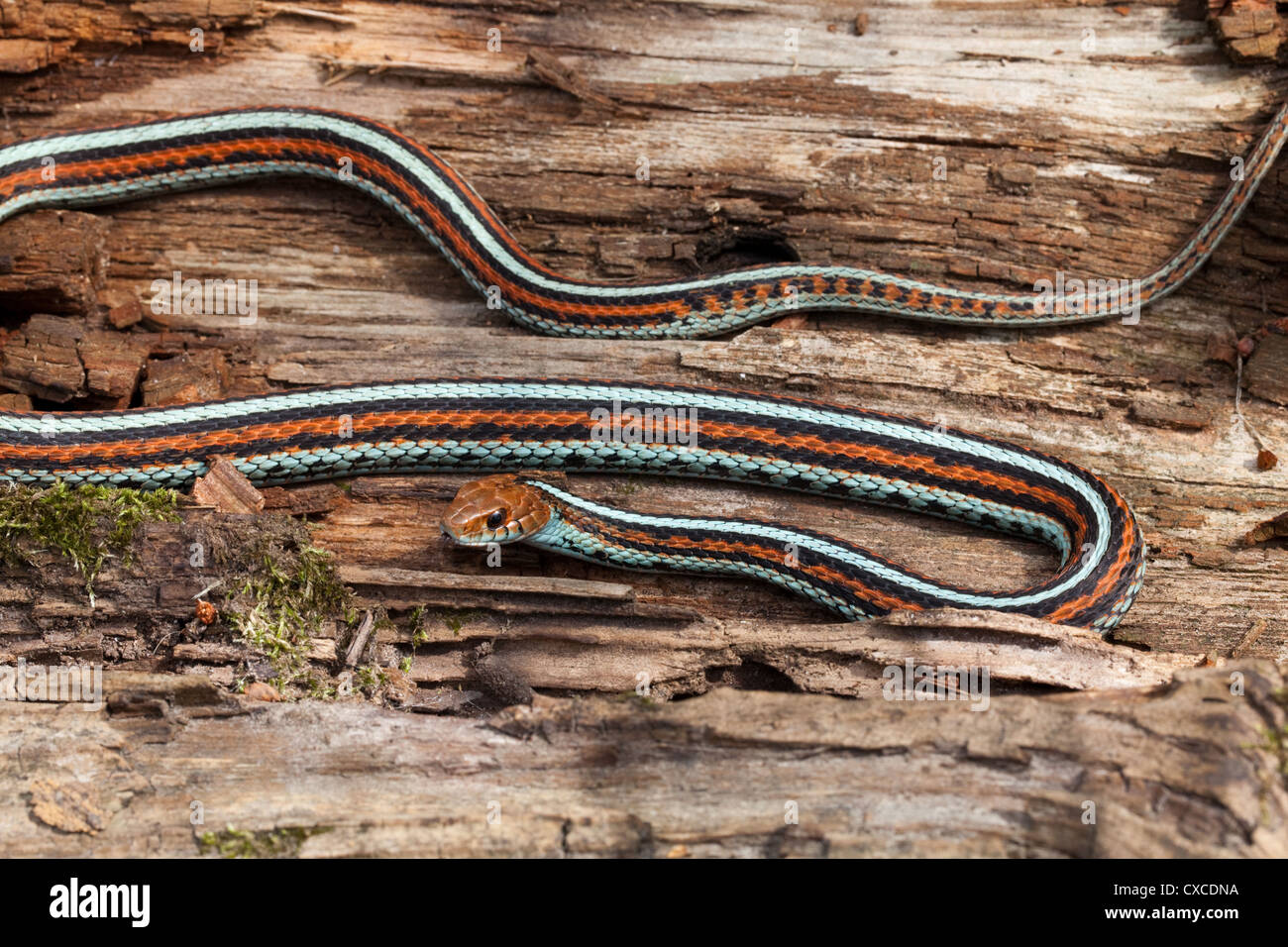 San Francisco Garter Snake (Thamnophis sirtalis tetrataenia). Rare ...