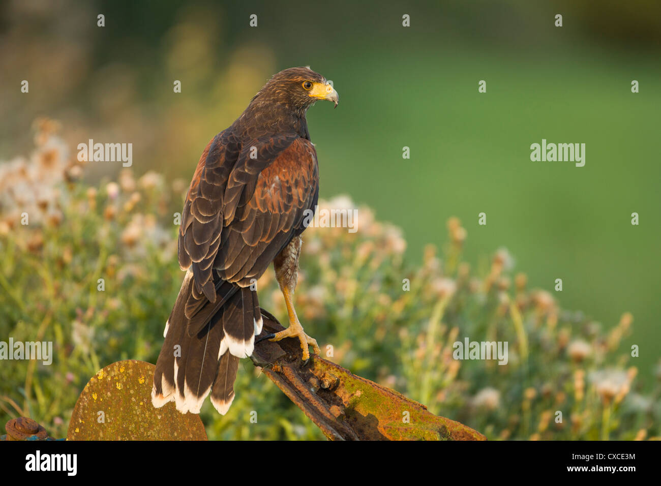 Golden hawk hi-res stock photography and images - Alamy