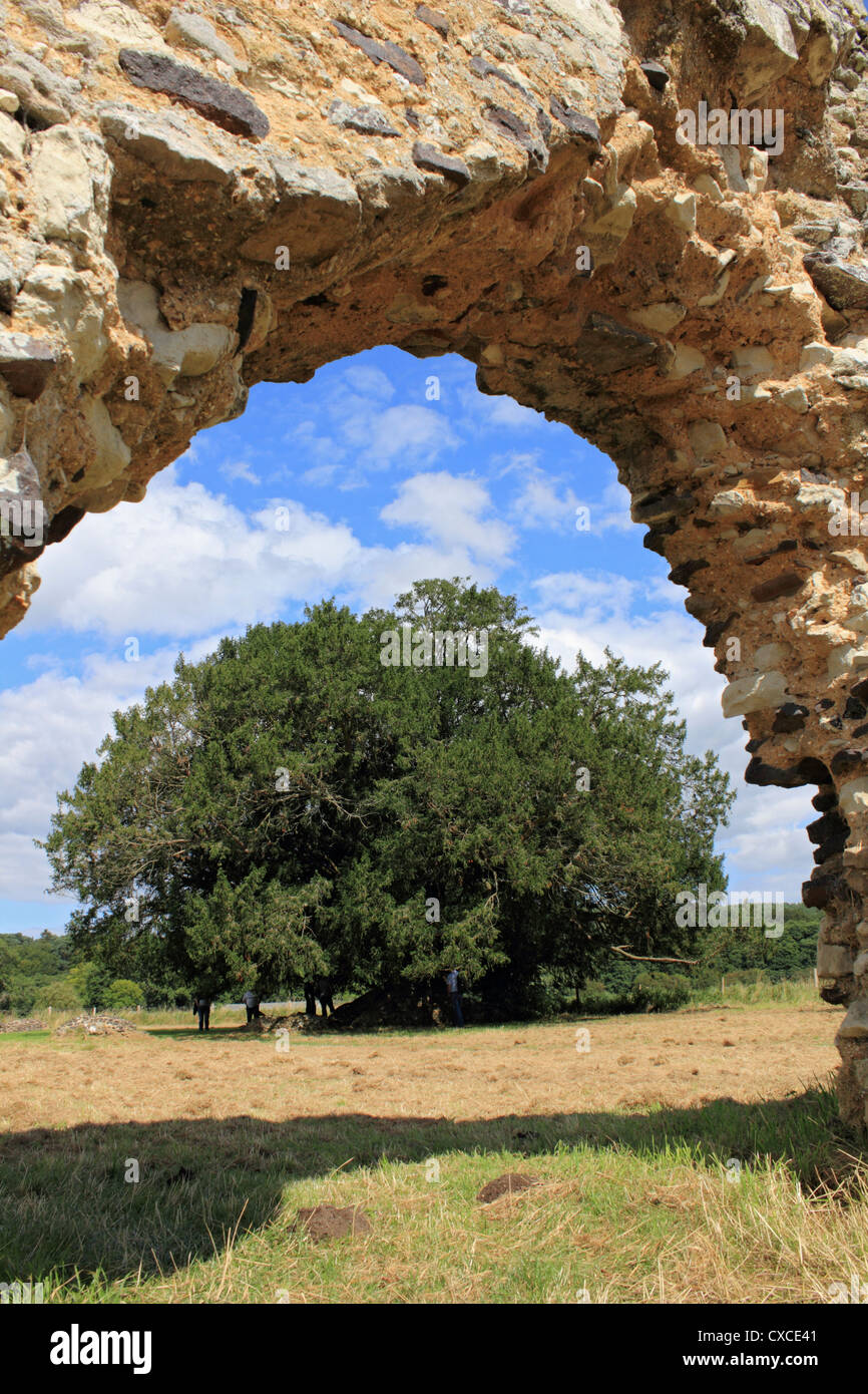 Ancient yew tree at Waverley Abbey near Farnham, Surrey, on the River ...