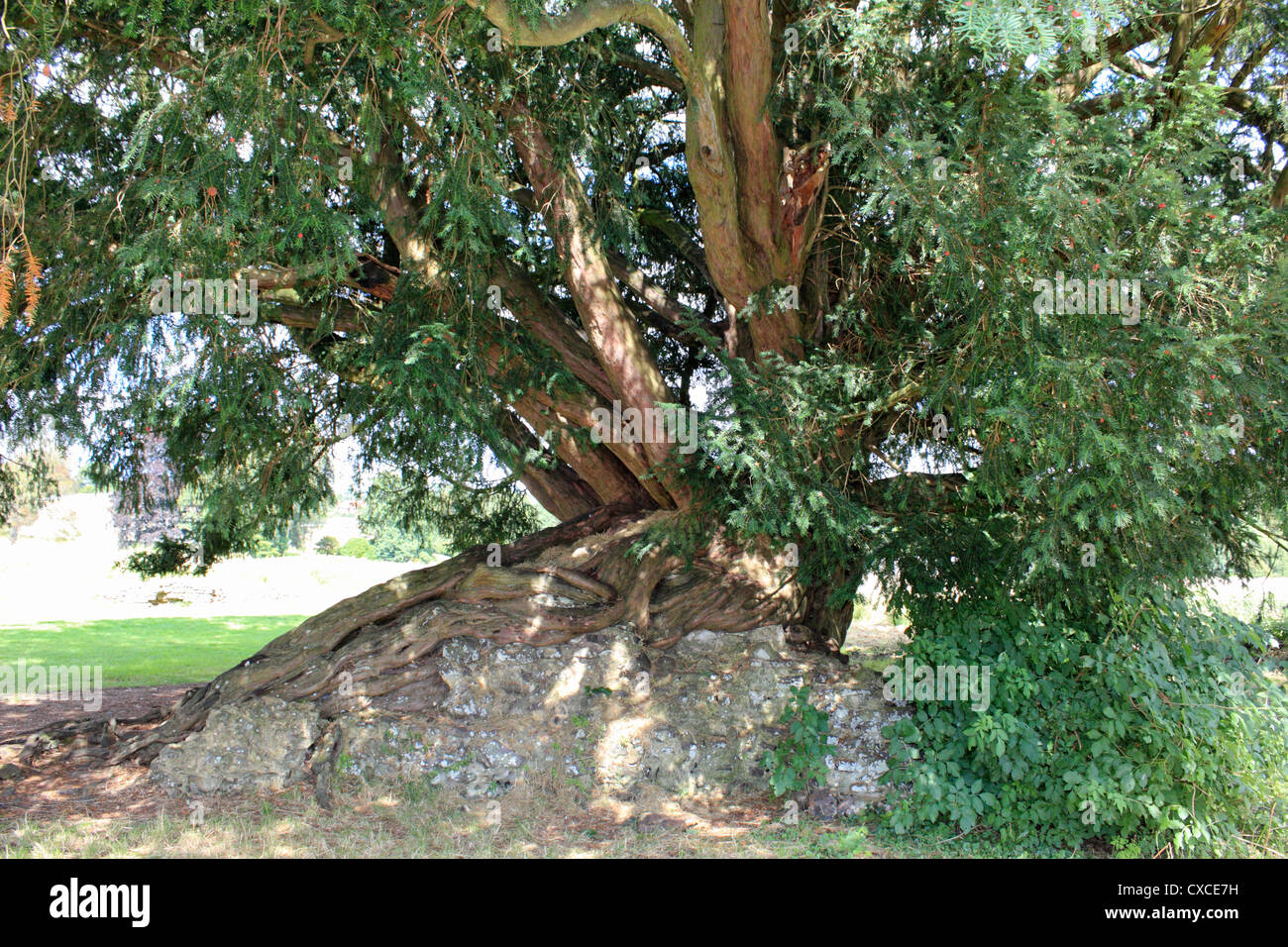 Waverley abbey tree hi-res stock photography and images - Alamy