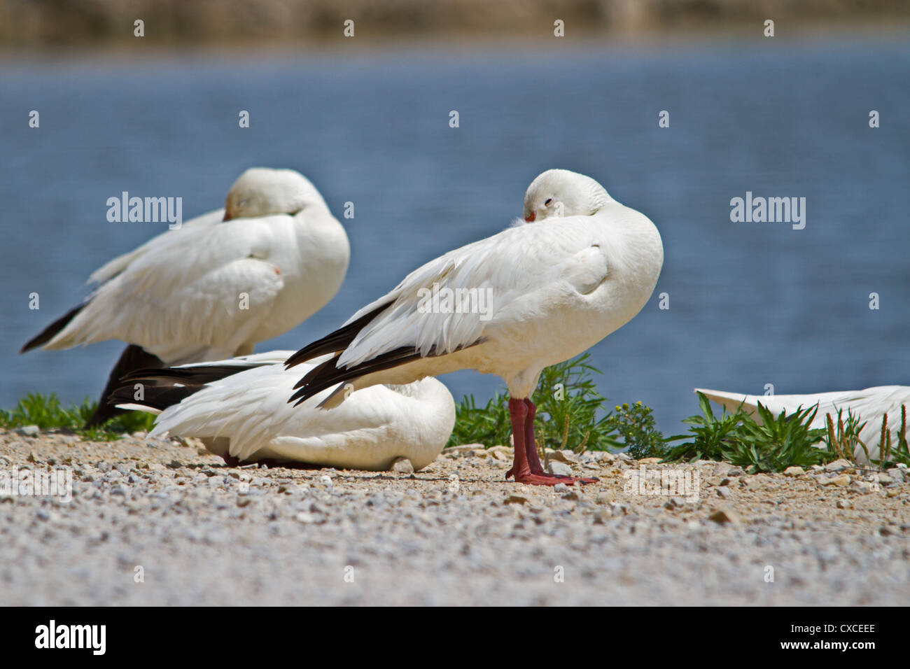 Sleeping geese hi-res stock photography and images - Alamy