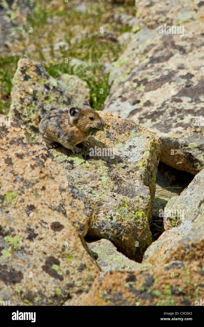 Pika and hay hi-res stock photography and images - Alamy