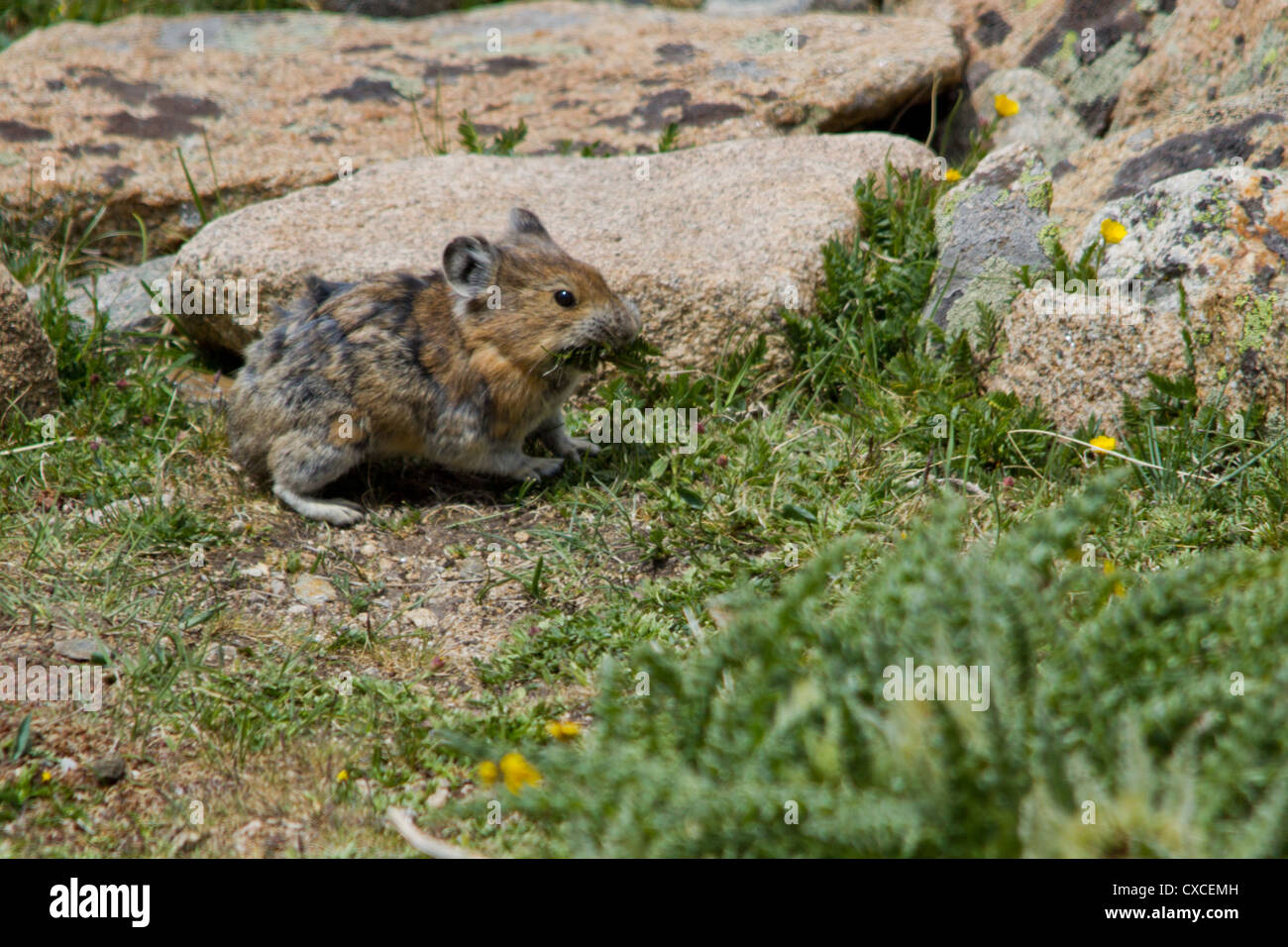 American pika rocky mountains colorado hi-res stock photography and ...