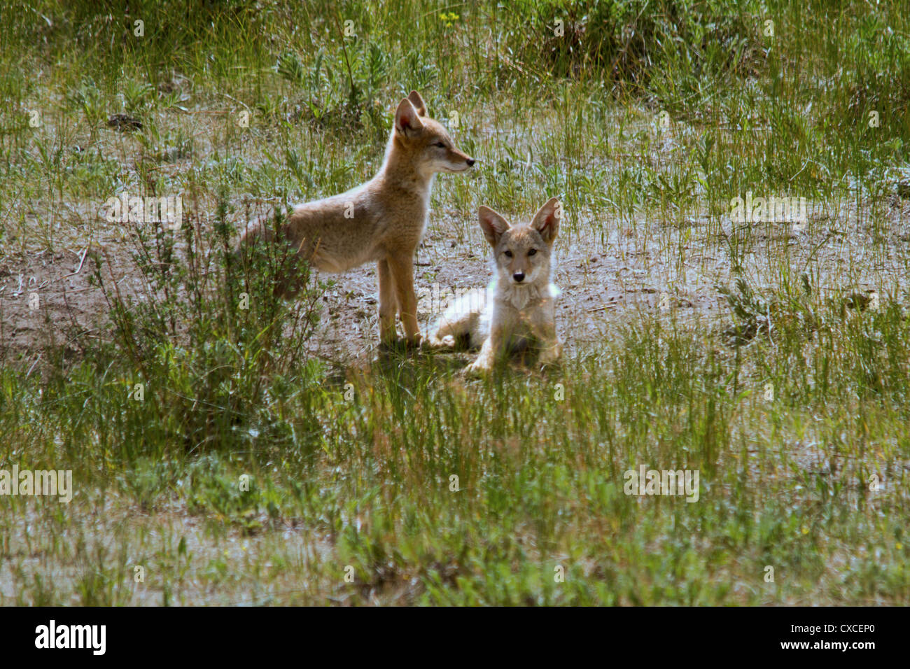 Coyote pups hi-res stock photography and images - Alamy