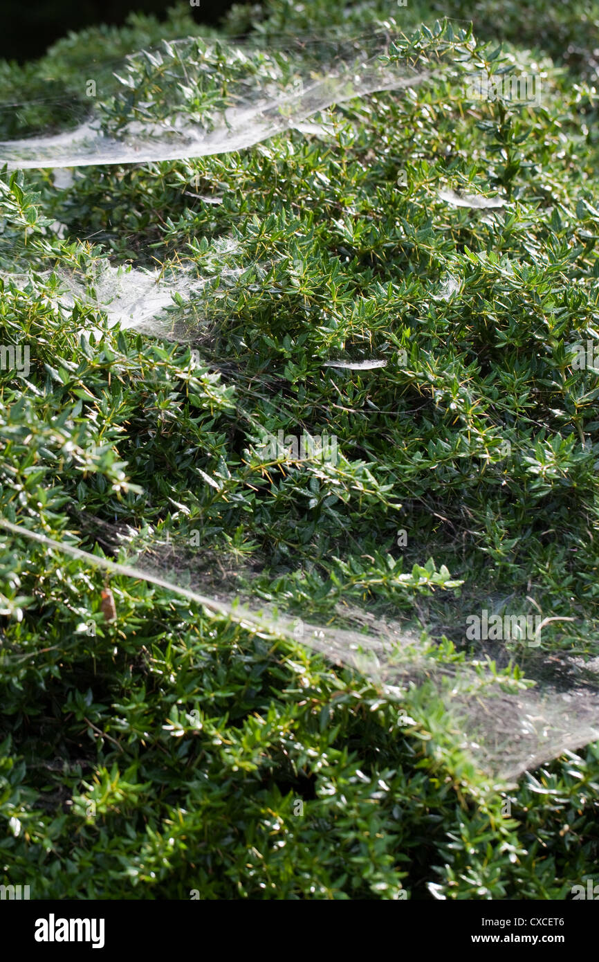 Money spiders hi-res stock photography and images - Alamy