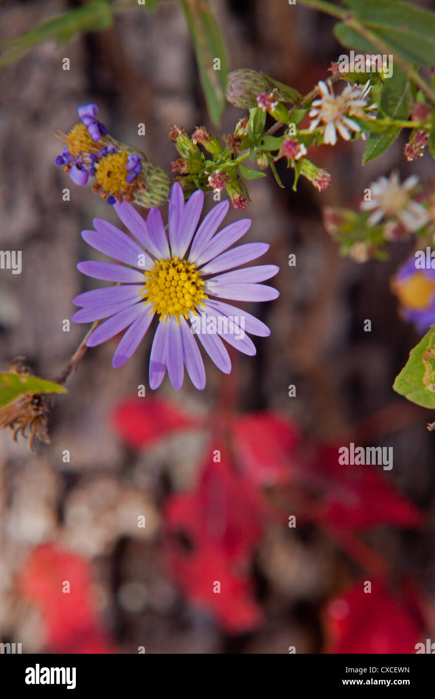 Lone flower hi-res stock photography and images - Alamy