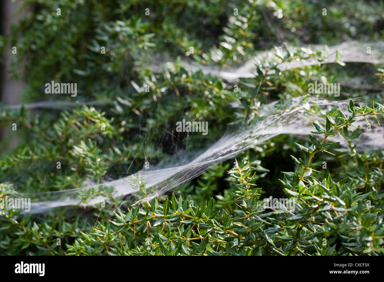 'Money' Spider or 'Sheetweaver' Spider (Linyphid sp. ) Multiple hammock ...