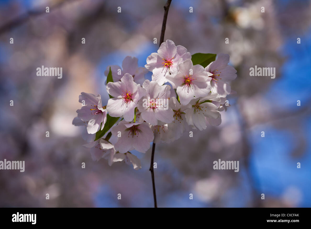 Cherry Blossoms from the Washington DC Cherry Blossom Festival Stock ...
