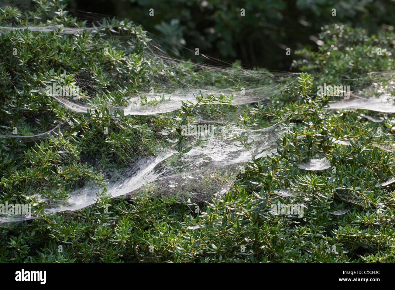 'Money' Spider or 'Sheetweaver' Spider (Linyphid sp. ) Multiple hammock ...