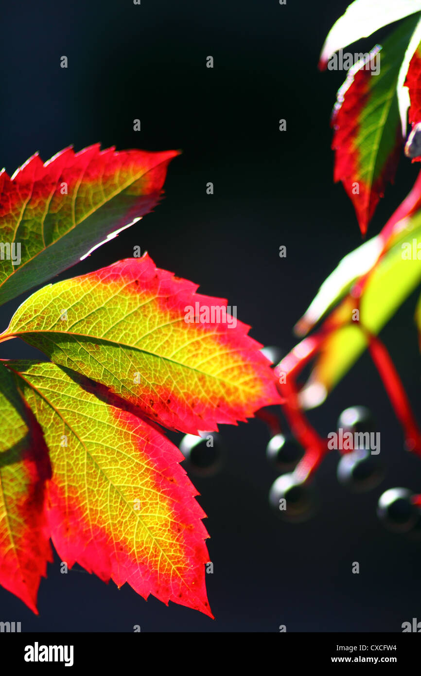 Japanese creeper, Boston ivy, Grape ivy, Japanese ivy, and woodbine ...