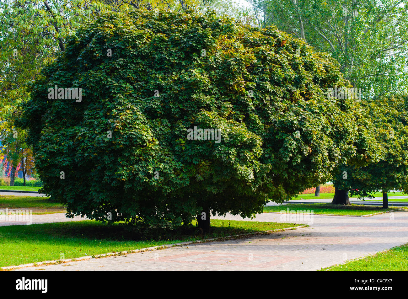 Big sphere maple tree in the park Stock Photo - Alamy