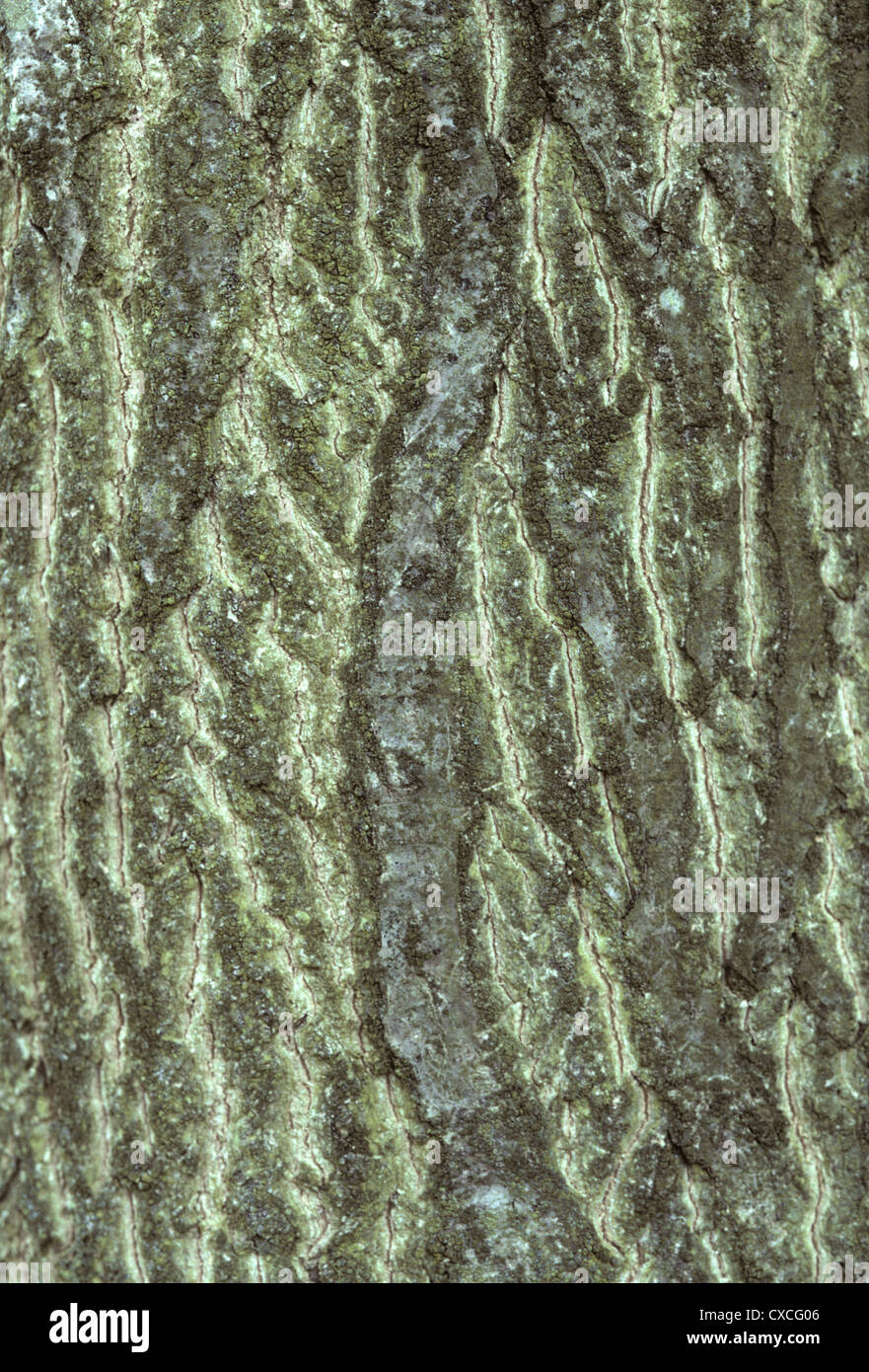 Japanese Walnut Juglans ailantifolia Stock Photo - Alamy