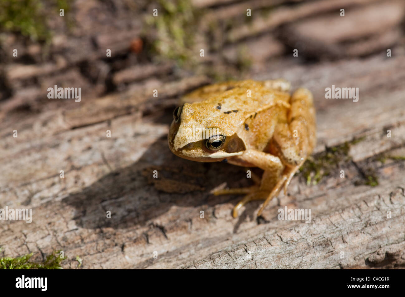 Frog front view hi-res stock photography and images - Alamy
