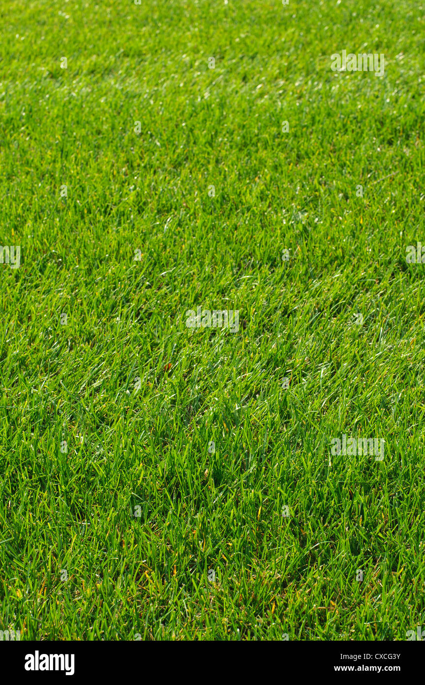 Golf green grass texture close up hi-res stock photography and images ...