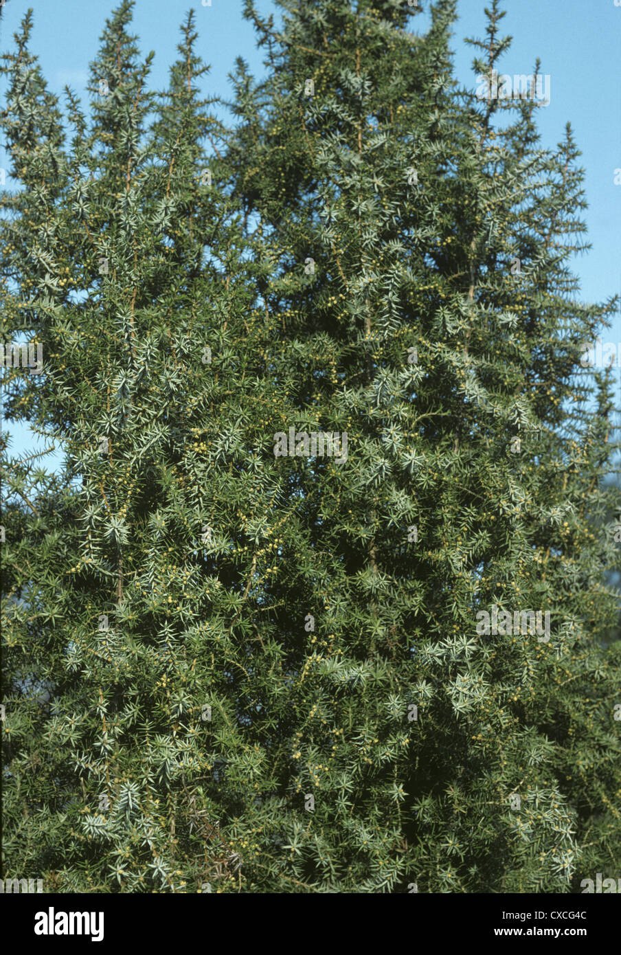 Prickly Juniper or Cade Juniperus oxycedrus (Cupressaceae Stock Photo ...