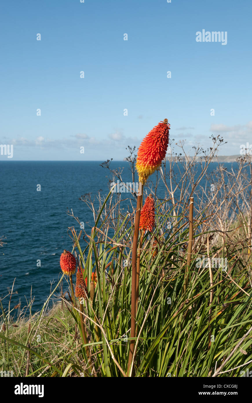 Red Hot Poker flower sea of Port Isaac in Cornwall Stock Photo - Alamy
