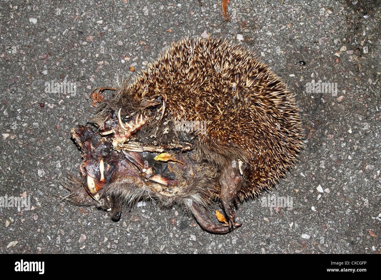 Dead European Hedgehog Erinaceus europaeus predated probably by a fox ...