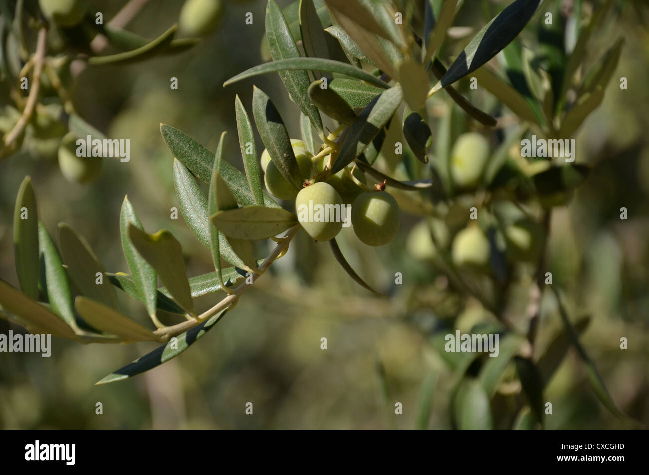 Green olives vine hi-res stock photography and images - Alamy