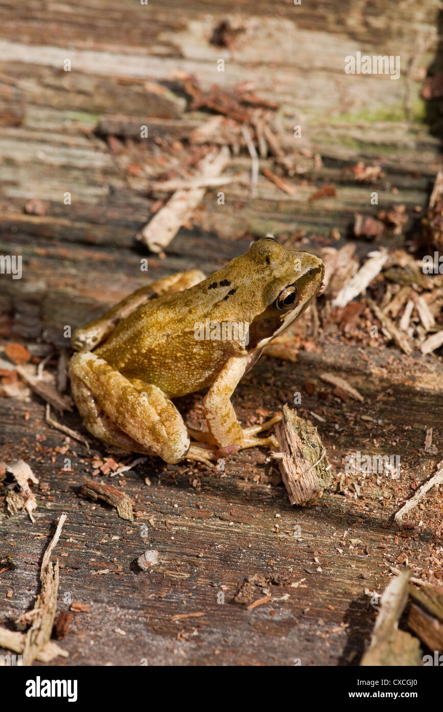 Log pile frog hi-res stock photography and images - Alamy