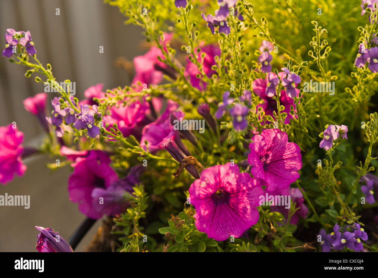 Flowers by fence of building, Chicago, Illinois, USA Stock Photo - Alamy