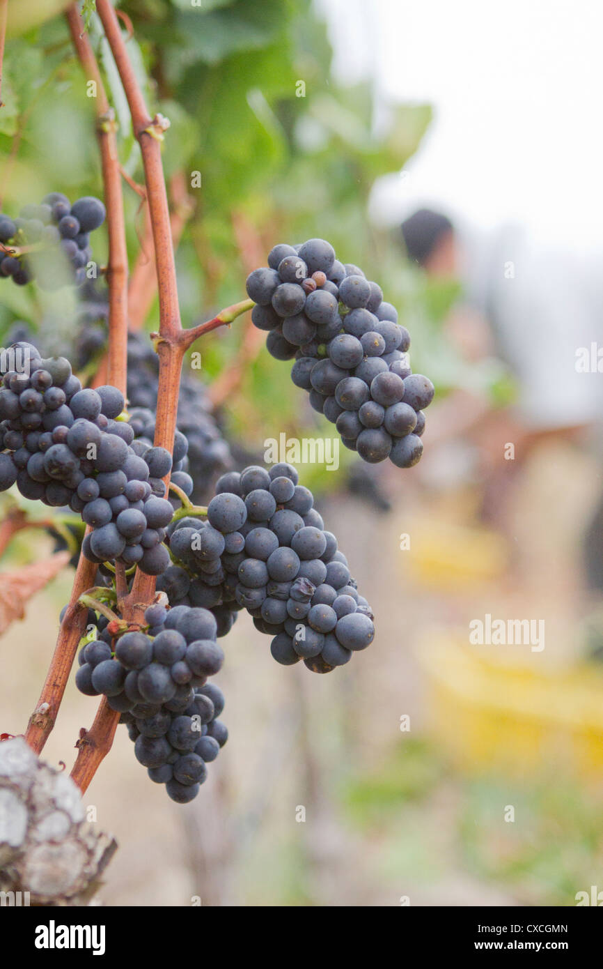 Vine sorting hi-res stock photography and images - Alamy