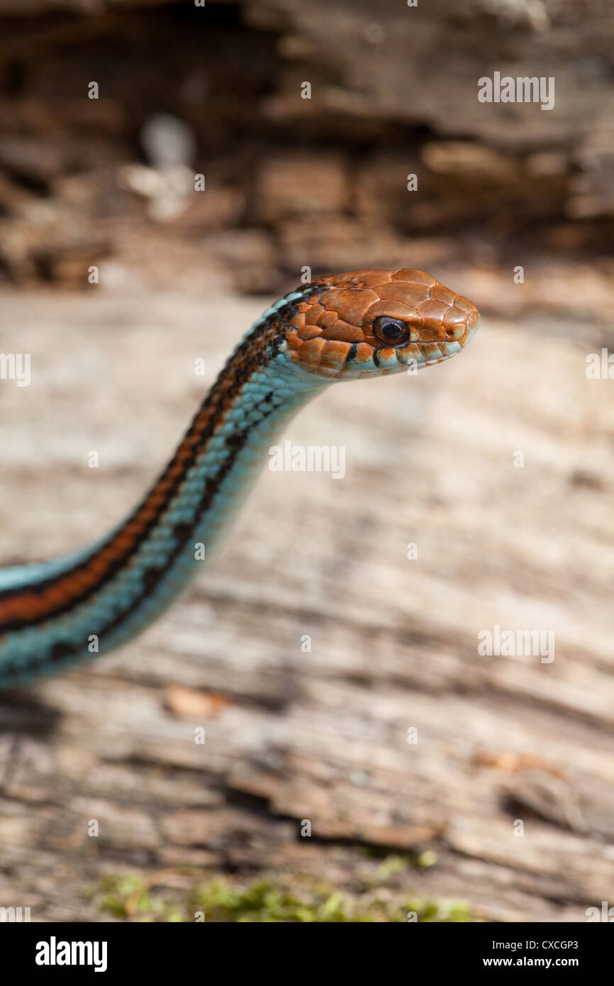San Francisco Garter Snake (Thamnophis sirtalis tetrataenia). Rare ...