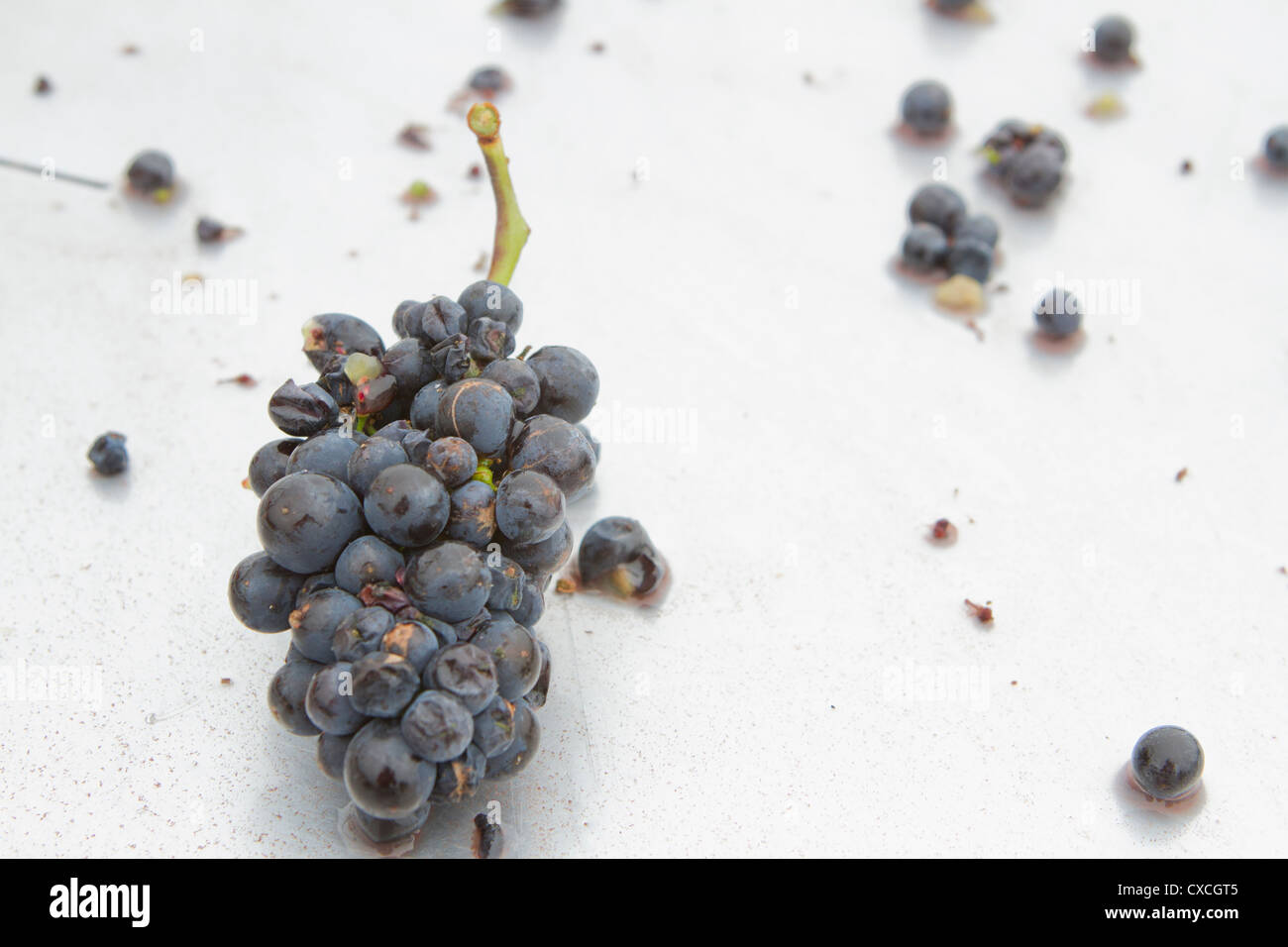 A lone bunch of wine grapes on a sorting table Stock Photo - Alamy