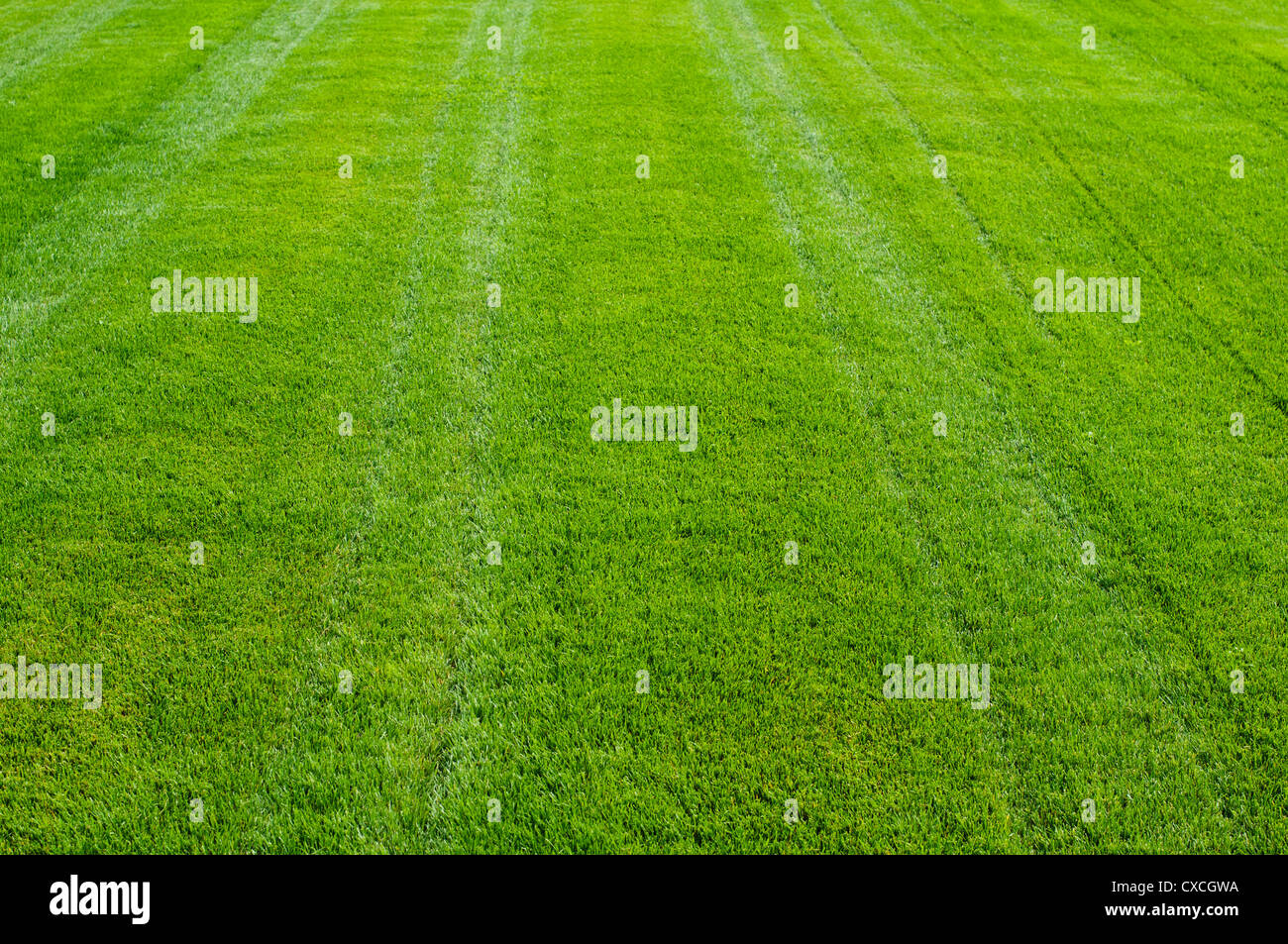 Striped green grass texture with perspective view Stock Photo - Alamy