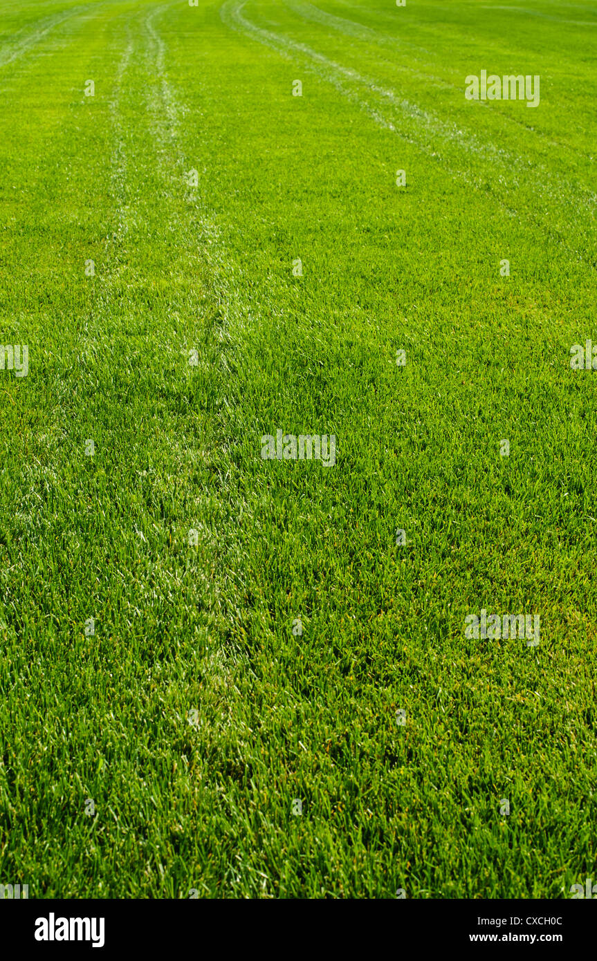 Striped green grass texture with perspective view Stock Photo - Alamy