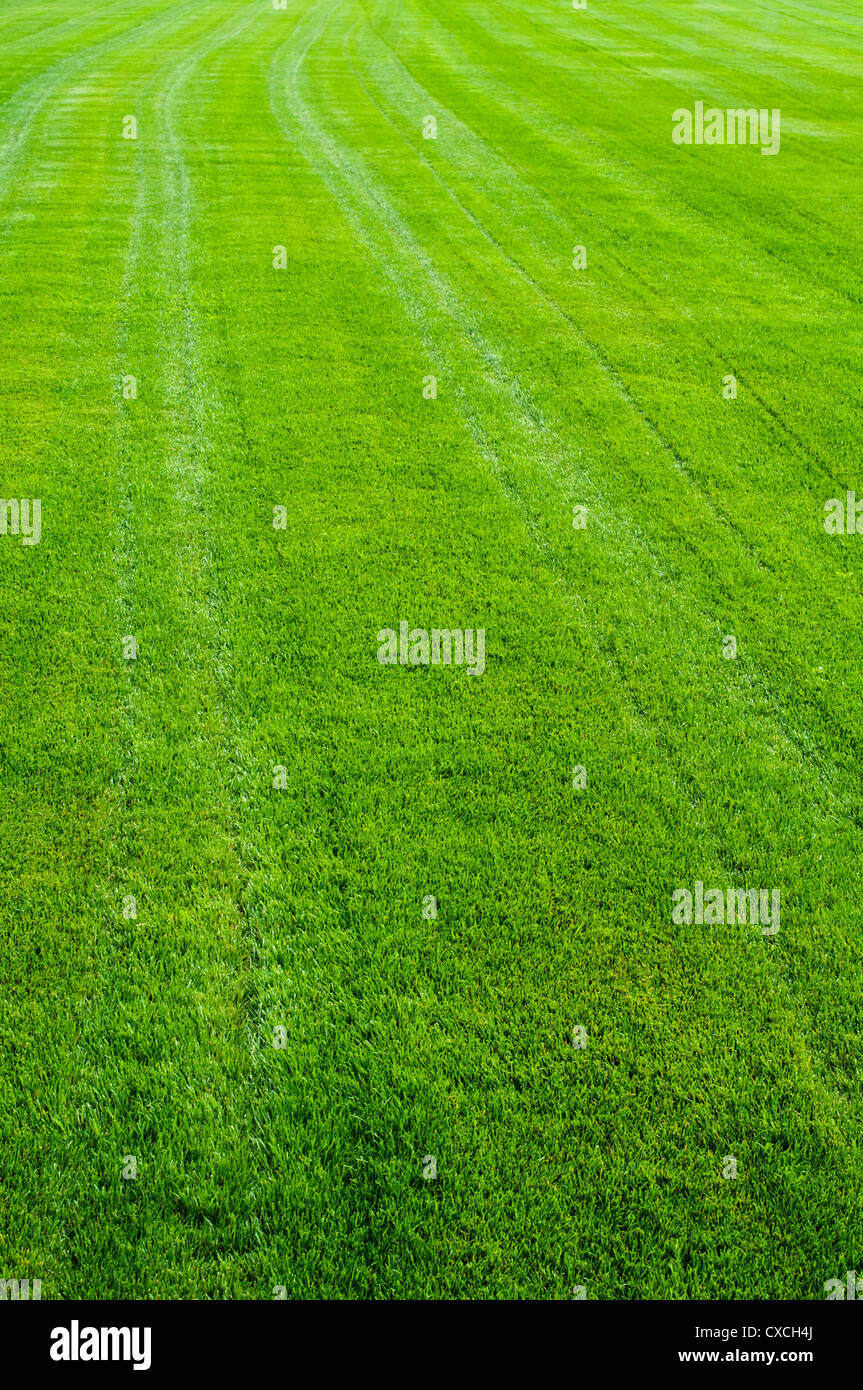Striped green grass texture with perspective view Stock Photo - Alamy