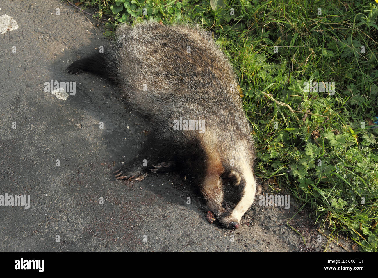 Front view of dead European Badger by the roadside Stock Photo - Alamy