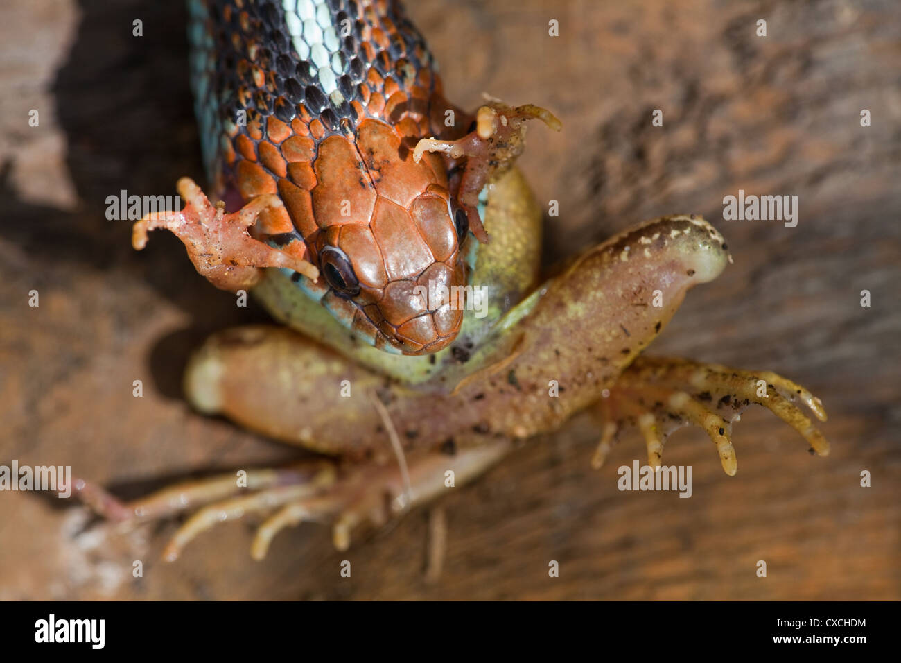San Francisco Garter Snake (Thamnophis sirtalis tetrataenia). About to ...