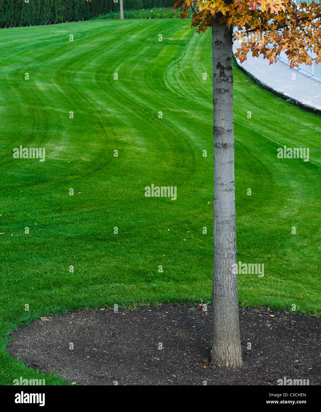 Tree trunk with green grass background. Closeup Stock Photo - Alamy