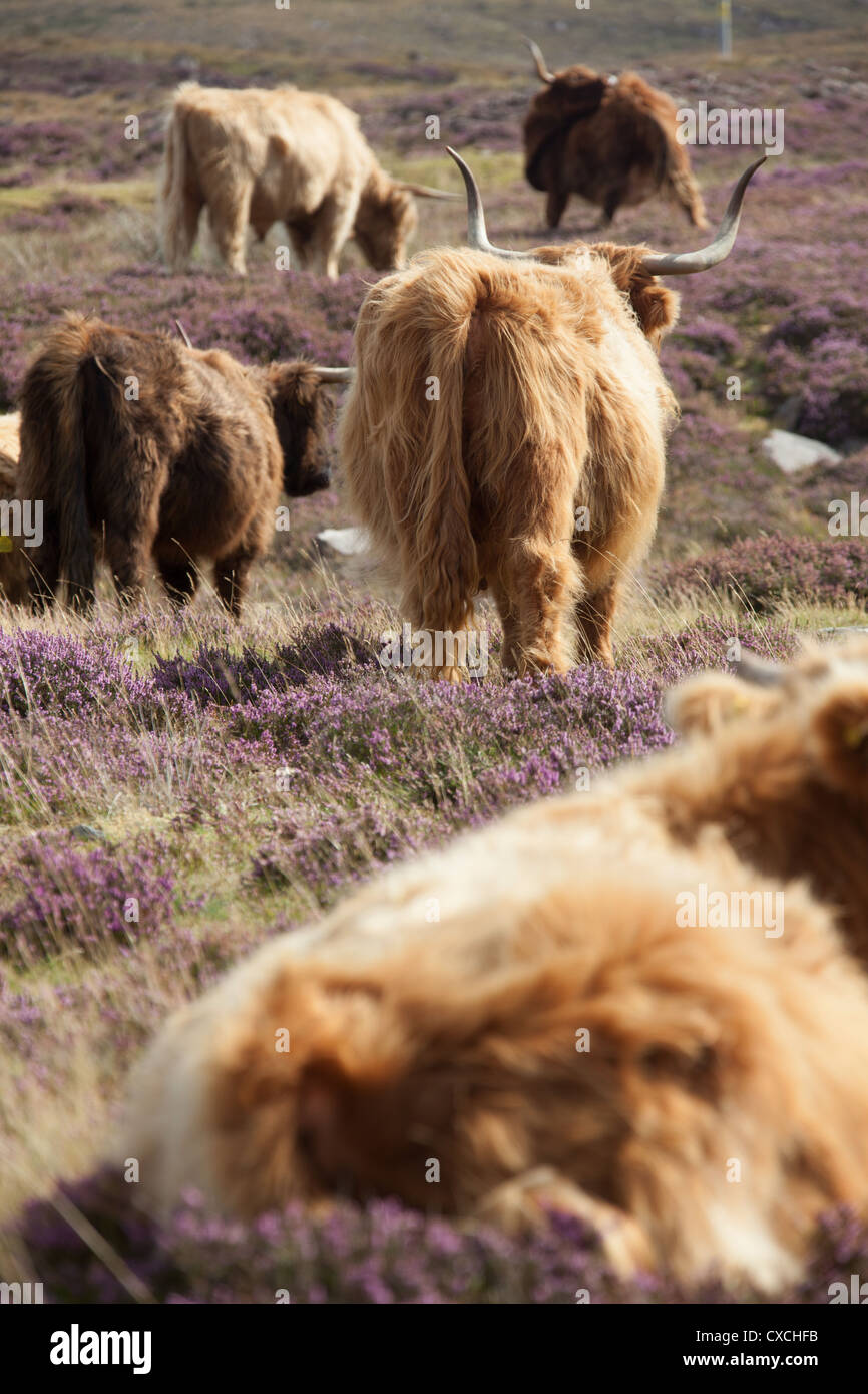 Cow rear end hi-res stock photography and images - Alamy