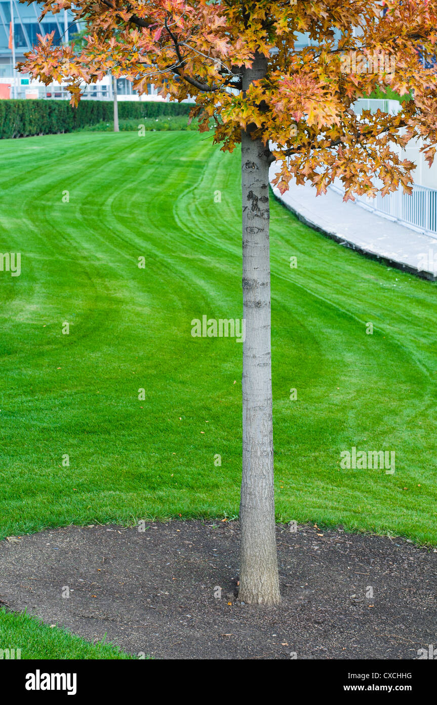 Curve tree trunk hi-res stock photography and images - Alamy