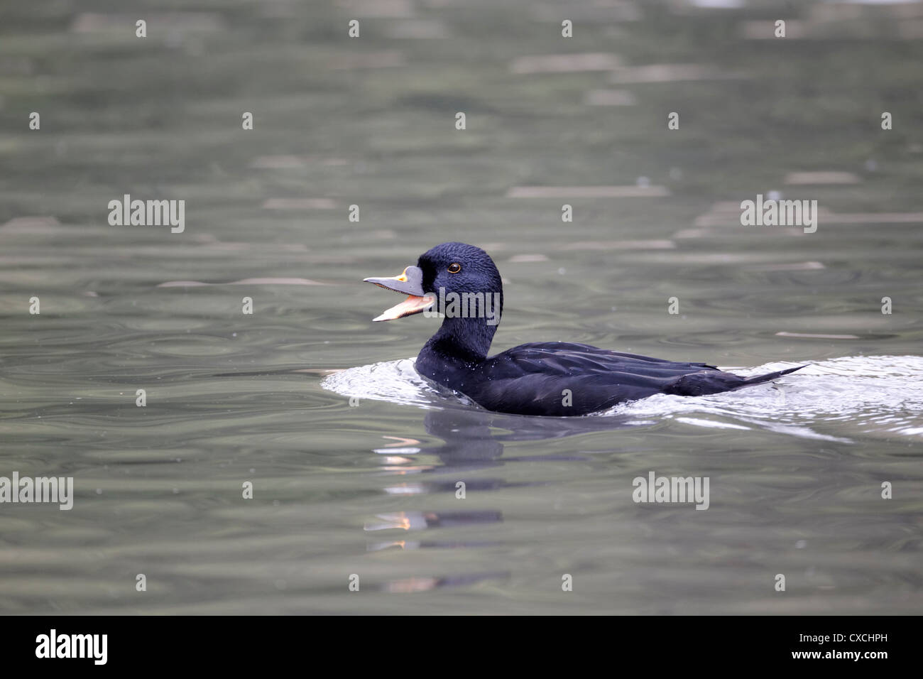 Common scoter hi-res stock photography and images - Alamy