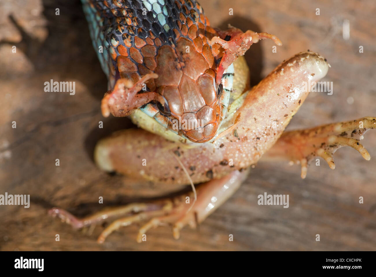 San Francisco Garter Snake (Thamnophis sirtalis tetrataenia). About to ...