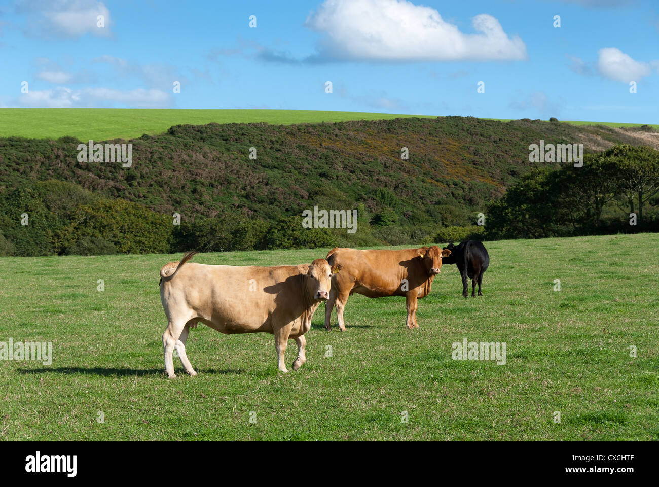 cows on the lawn in Port Isaac in Cornwall Stock Photo - Alamy