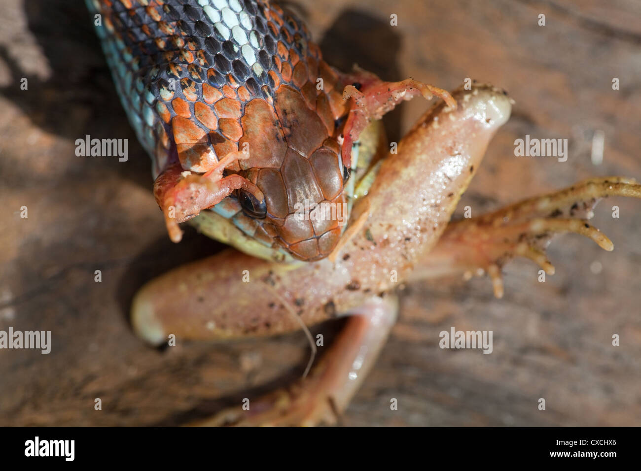 San Francisco Garter Snake (Thamnophis sirtalis tetrataenia). Ingesting ...
