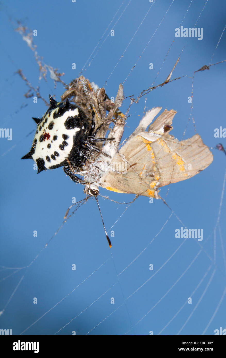 Spiny Orb Weaver Spider Gasteracantha Cancriformis In Web With A Prey Georgia Usa Stock