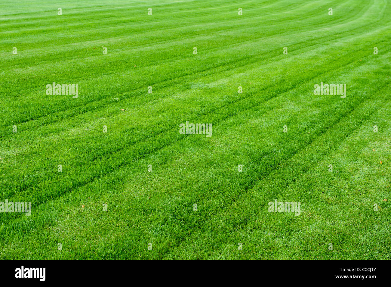 Striped green grass texture perspective hi-res stock photography and ...