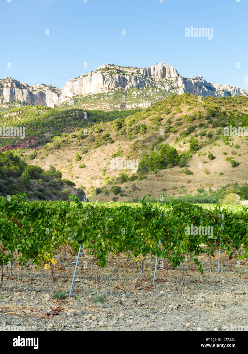 Priorat vineyards hi-res stock photography and images - Alamy