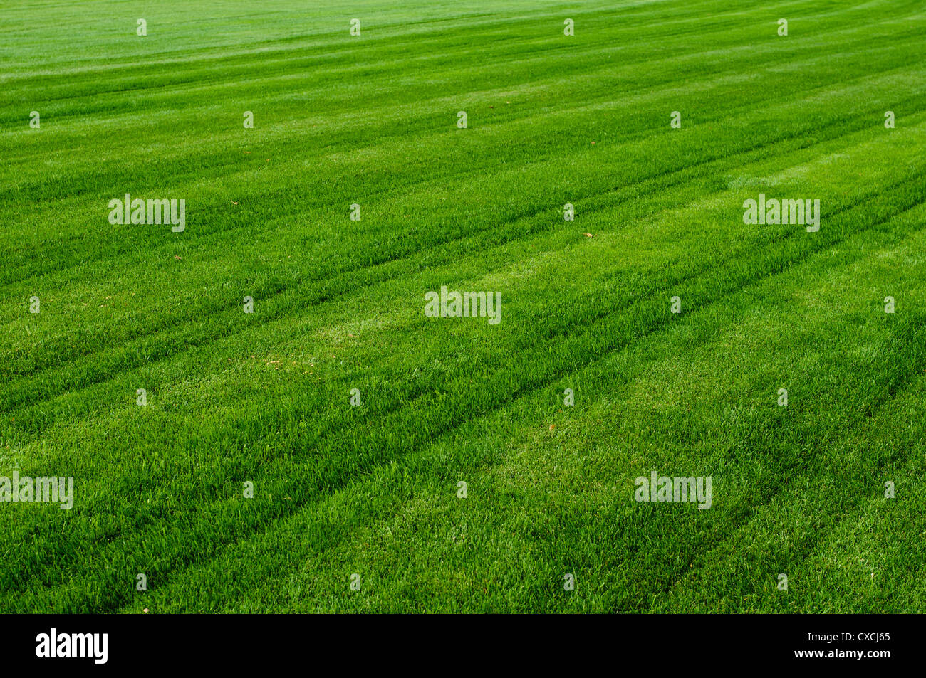 Striped green grass texture with perspective view Stock Photo - Alamy