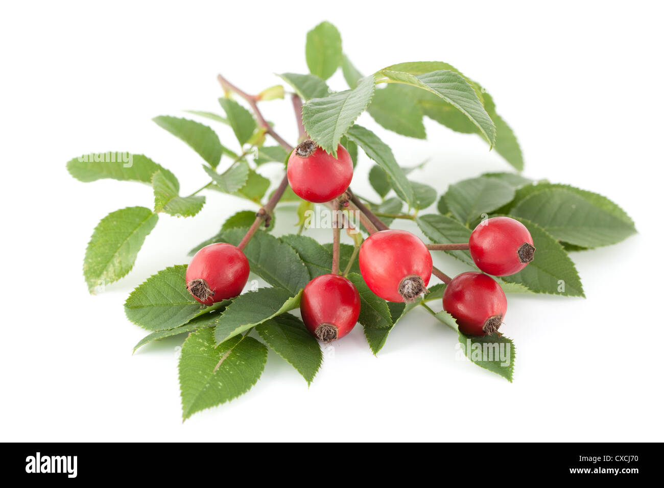bunch of red fruit rose on white background Stock Photo - Alamy